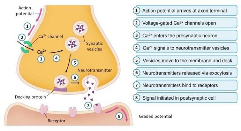 Nerve Impulse Transmission across Synapse- best notes Nerve Impulse Transmission across Synapse- best notes