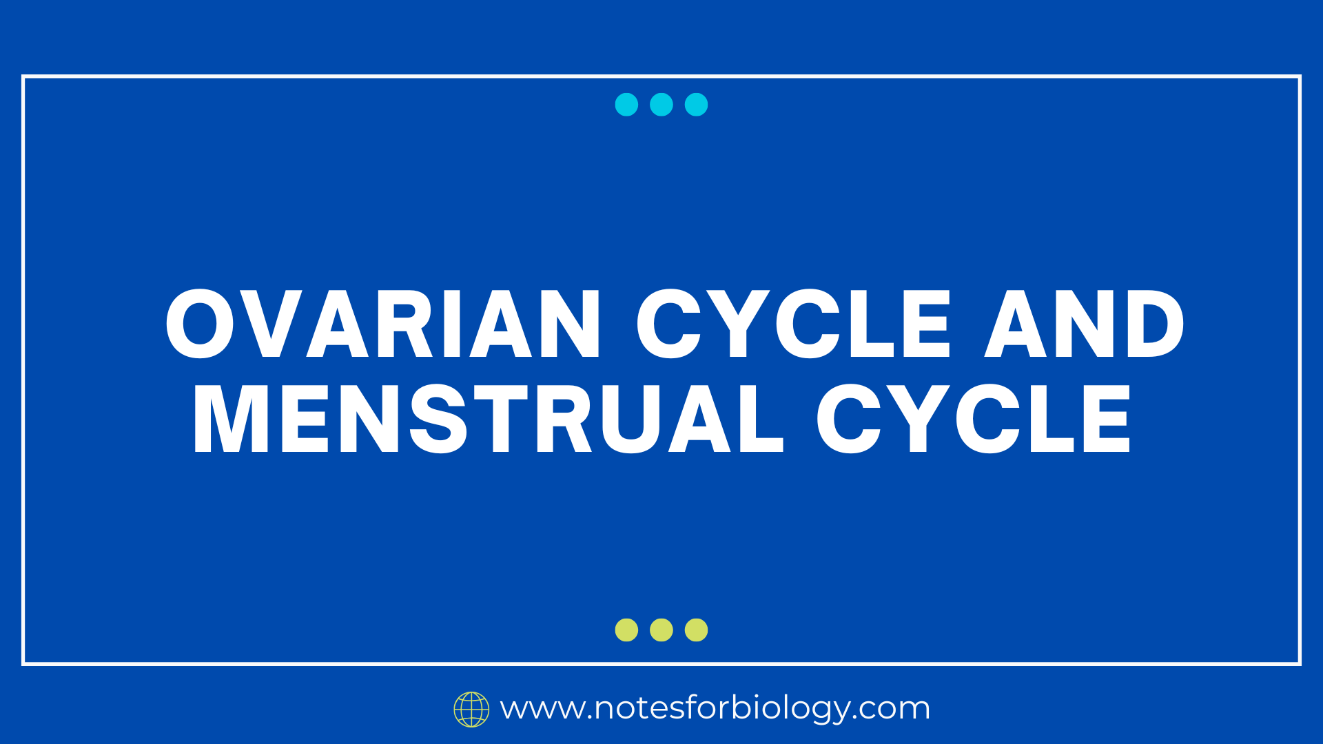 Ovarian Cycle and Menstrual Cycle - Best Biology Notes, Ovarian Cycle and Menstrual Cycle - Best Biology Notes,