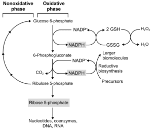 Glycolysis and Pentose Phosphate Pathway - Best biology note