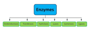 Enzyme Fundamentals - Best Biochemistry Notes