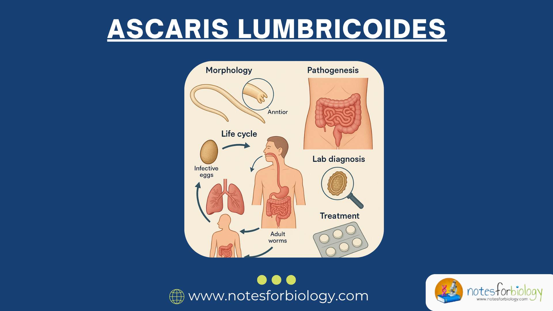 Ascaris lumbricoides: Morphology, life cycle,..