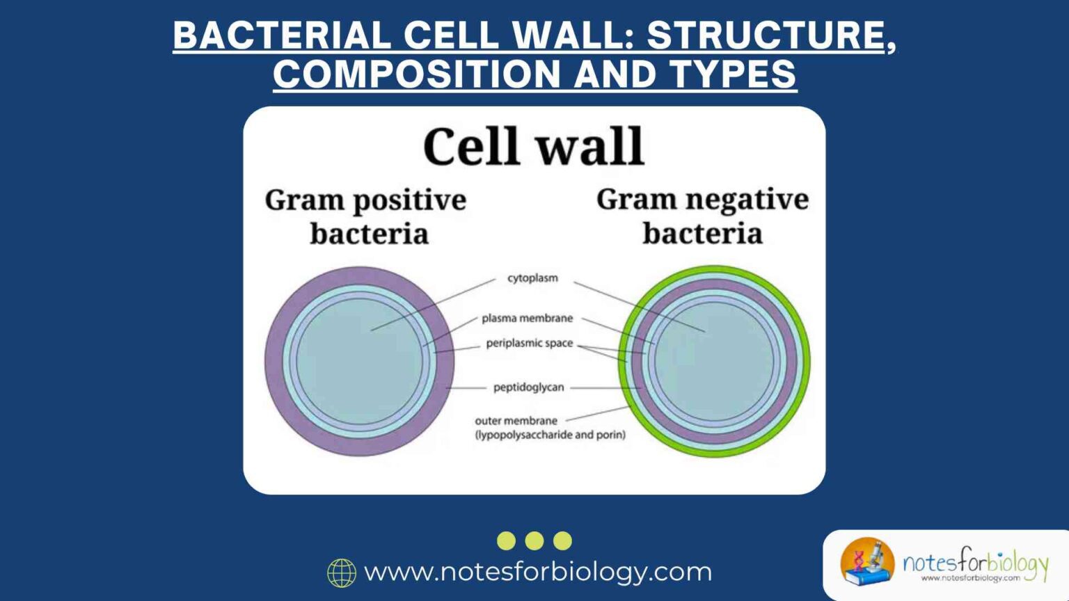 Bacterial Cell Wall Structure Composition And Types