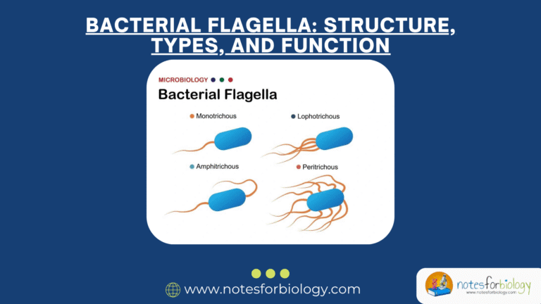 Bacterial Flagella: Structure, Types, and Function - Best