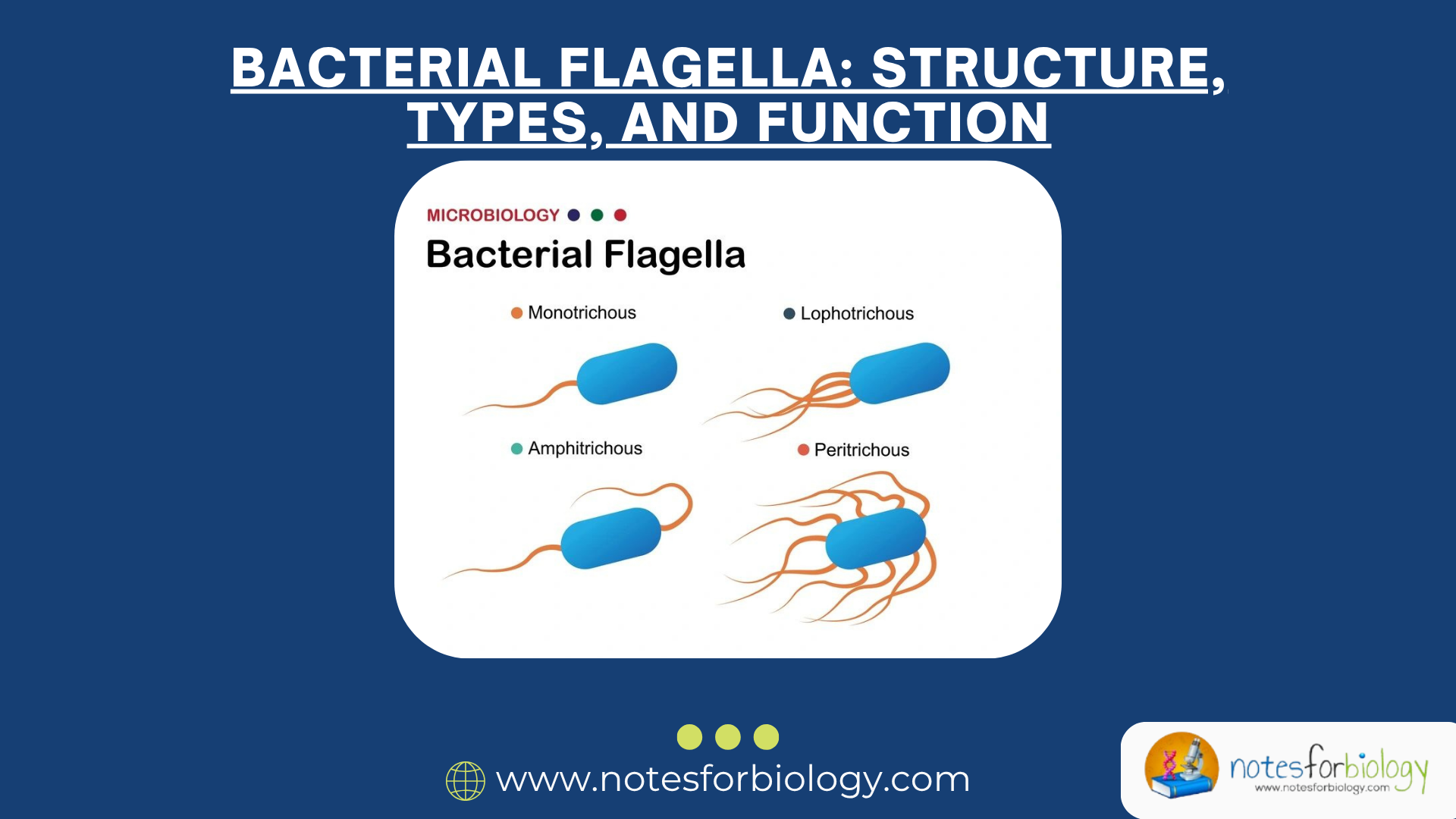Bacterial Flagella: Structure, Types, and Function - Best