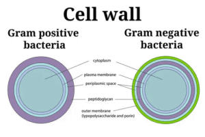 Bacterial Cell wall: Structure, Composition and Types