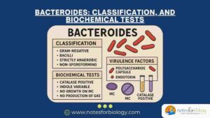 Bacteroides: Classification,factors and biochemical tests