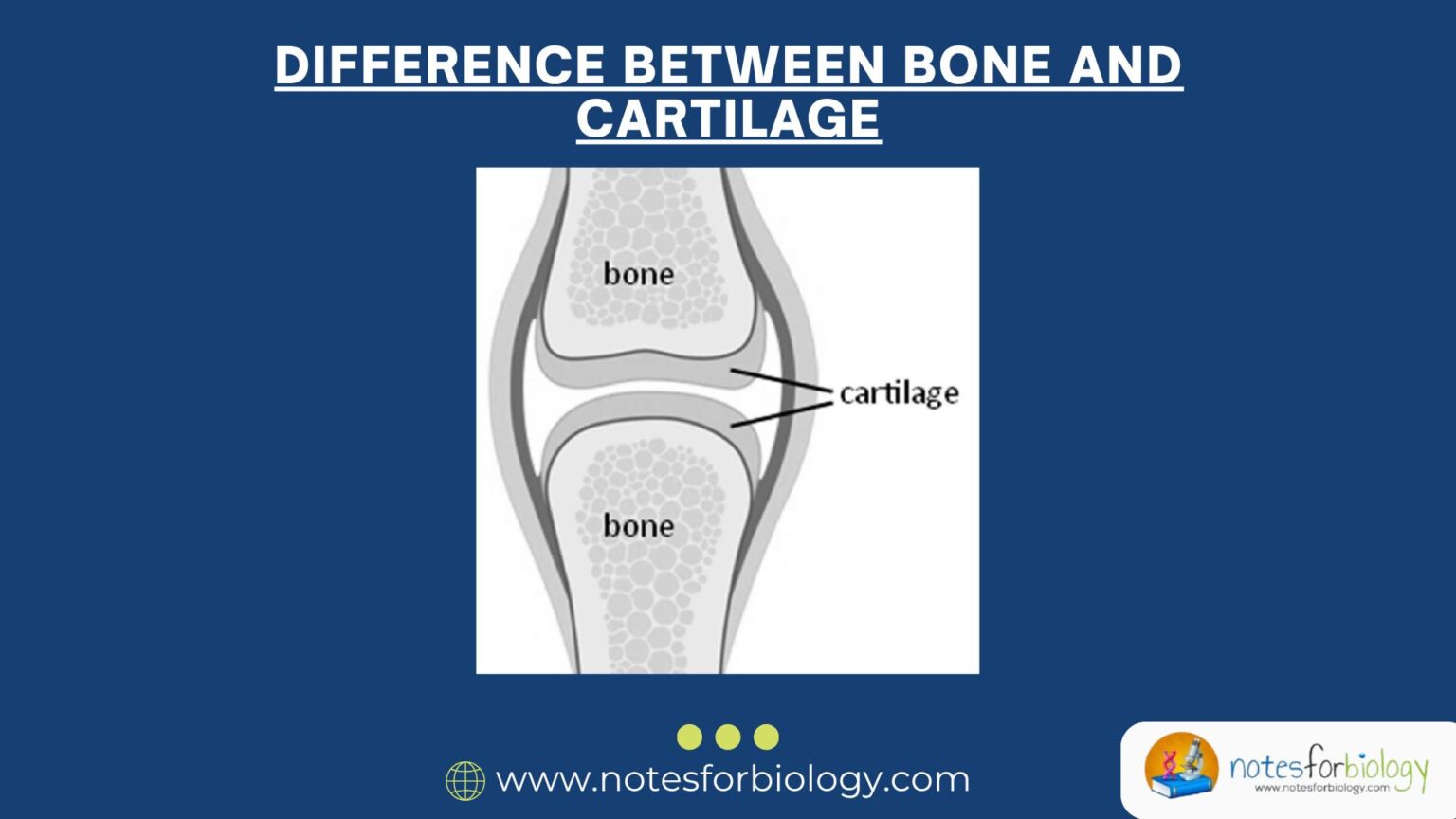 Bone and Cartilage difference between - Best Biology Notes
