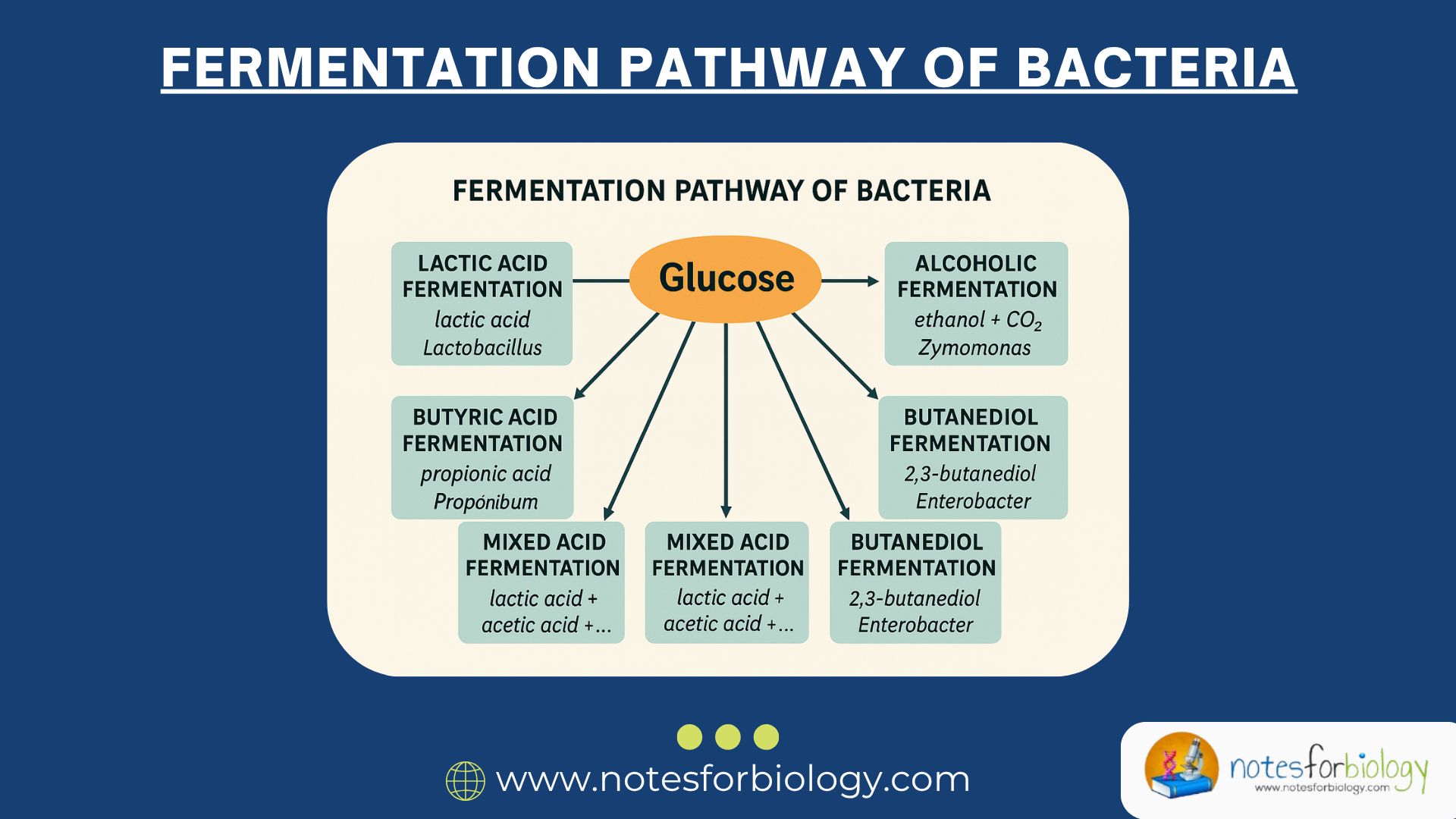 Different Fermentation pathway of bacteria - Best Biology...