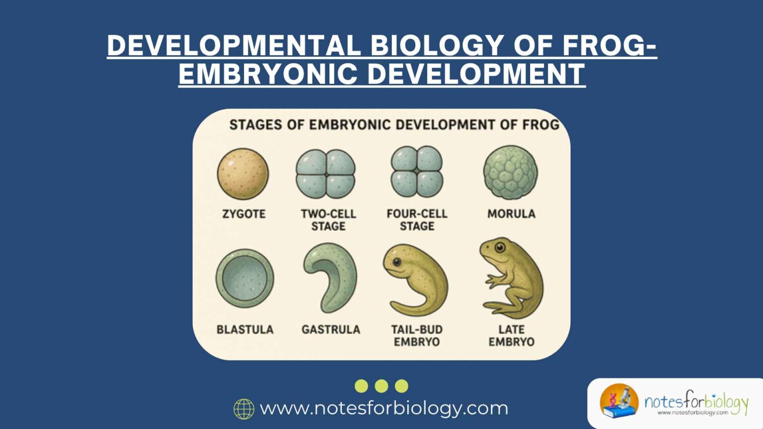 Embryonic Development - Developmental biology of Frog