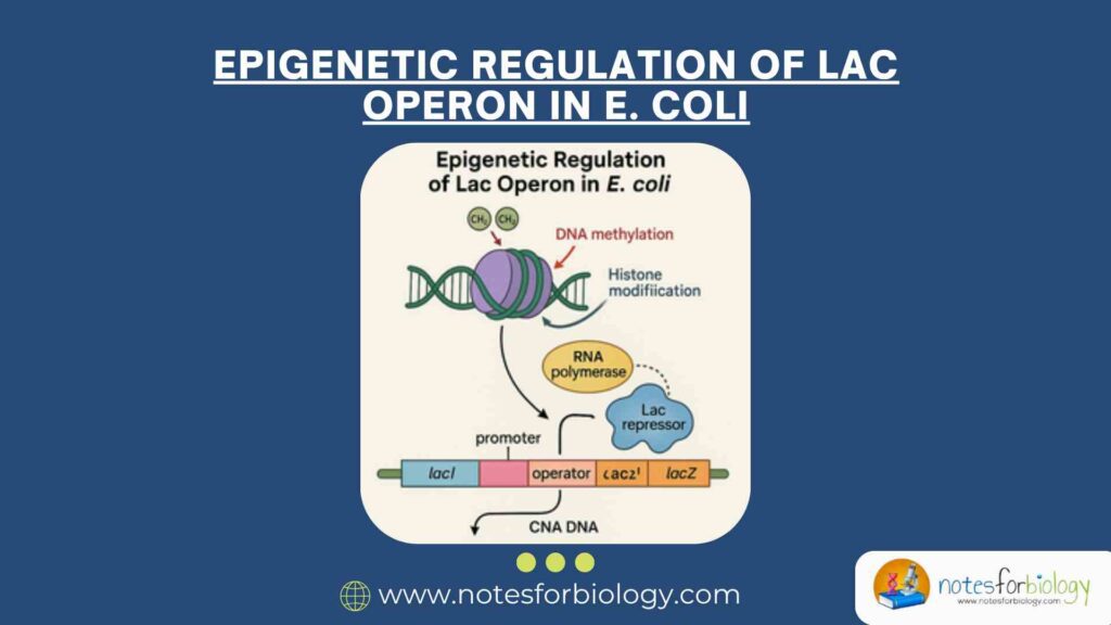 EMB Agar - Best Biology Notes, Reference, Articles