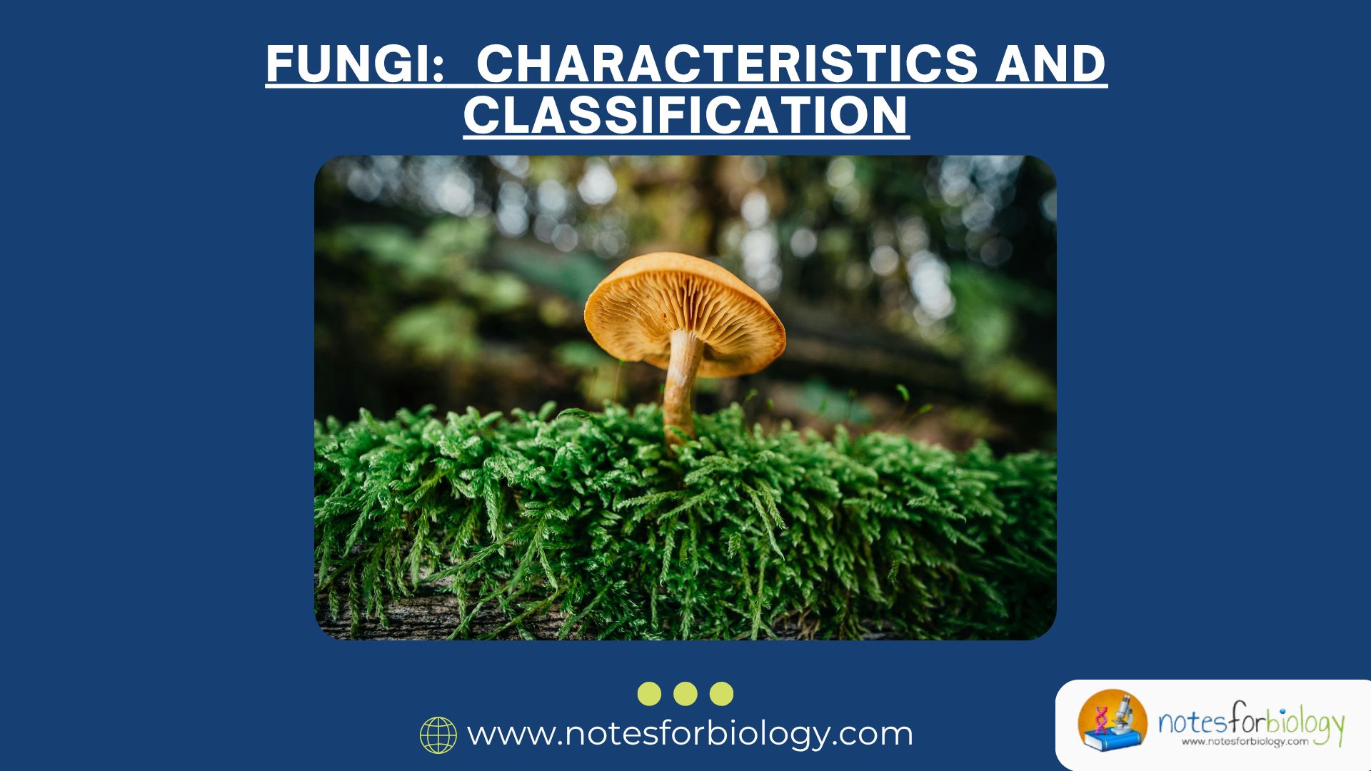 Fungi: Characteristics and Classification - Best Biology...