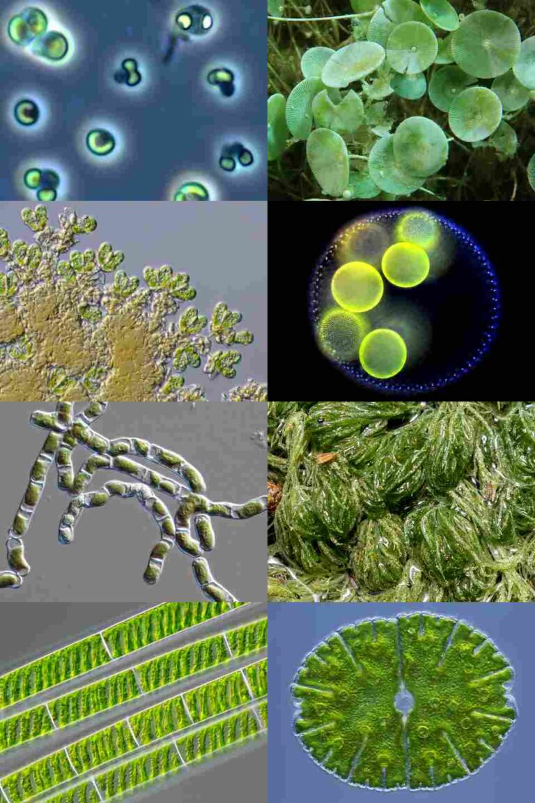 Algae General Characteristics And Classification Best Notes