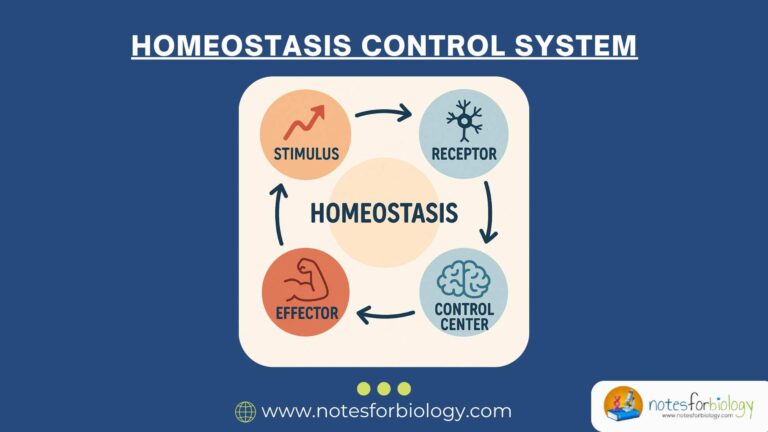Homeostasis - Control System - Best Biology Notes