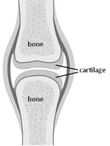 Bone and Cartilage difference between - Best Biology Notes