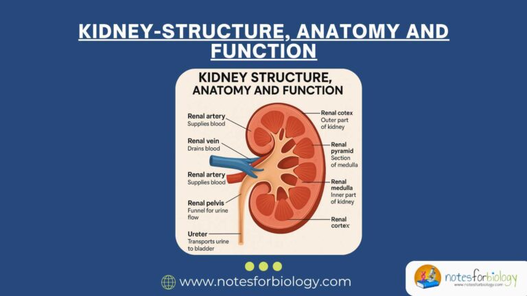 Kidneys-Structure, Anatomy and Function - Best Biology notes