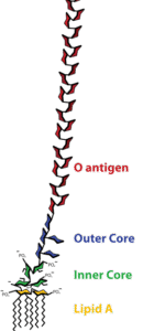 Bacteroides: Classification,factors and biochemical tests