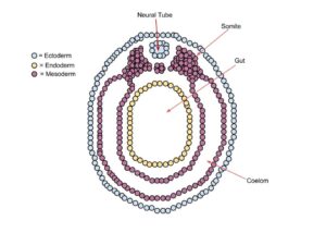 Embryonic Development - Developmental biology of Frog