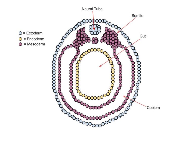 Embryonic Development - Developmental biology of Frog