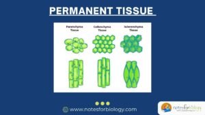 Permanent tissue : Characteristics, types and function