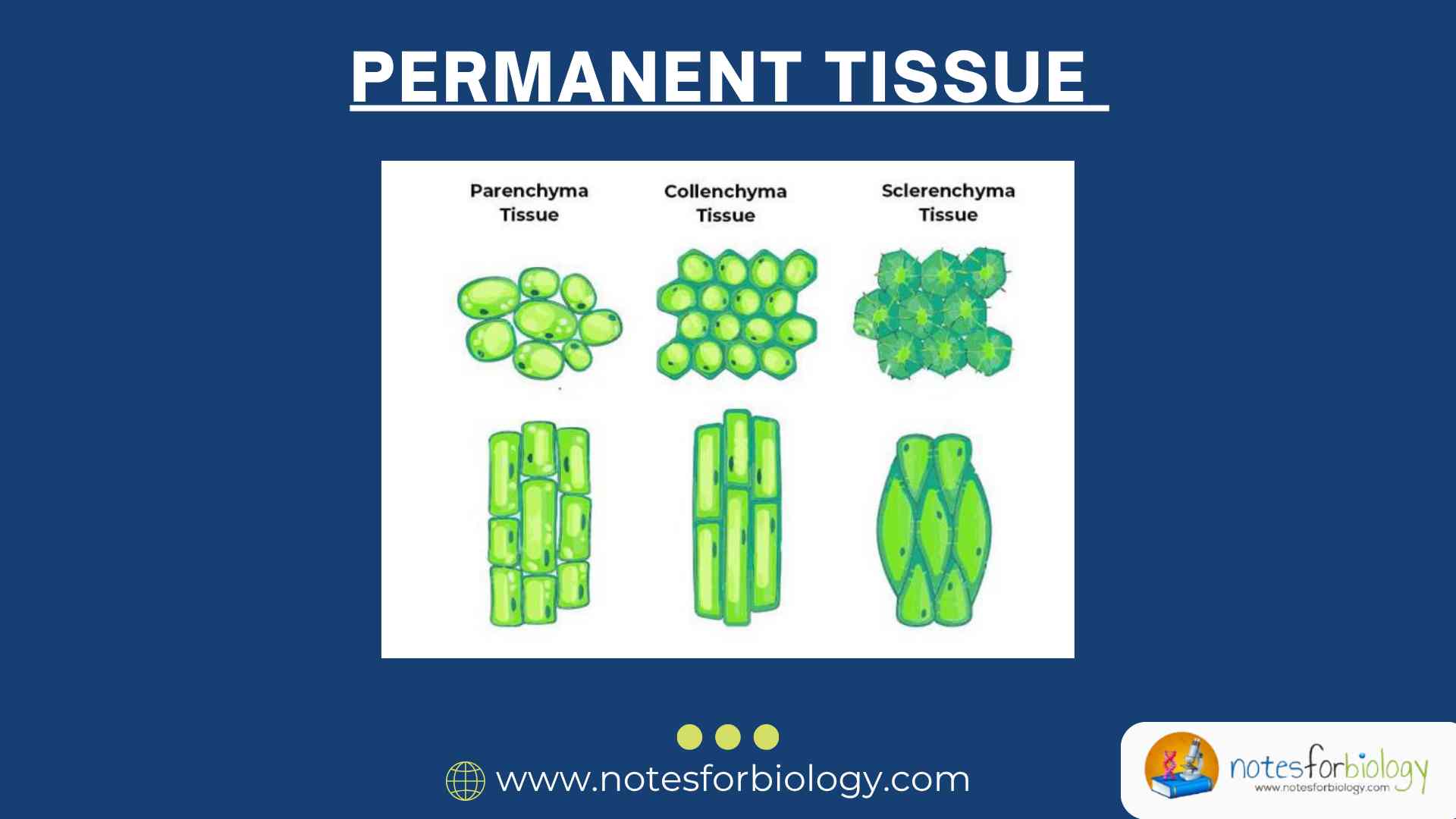 Permanent tissue : Characteristics, types and function