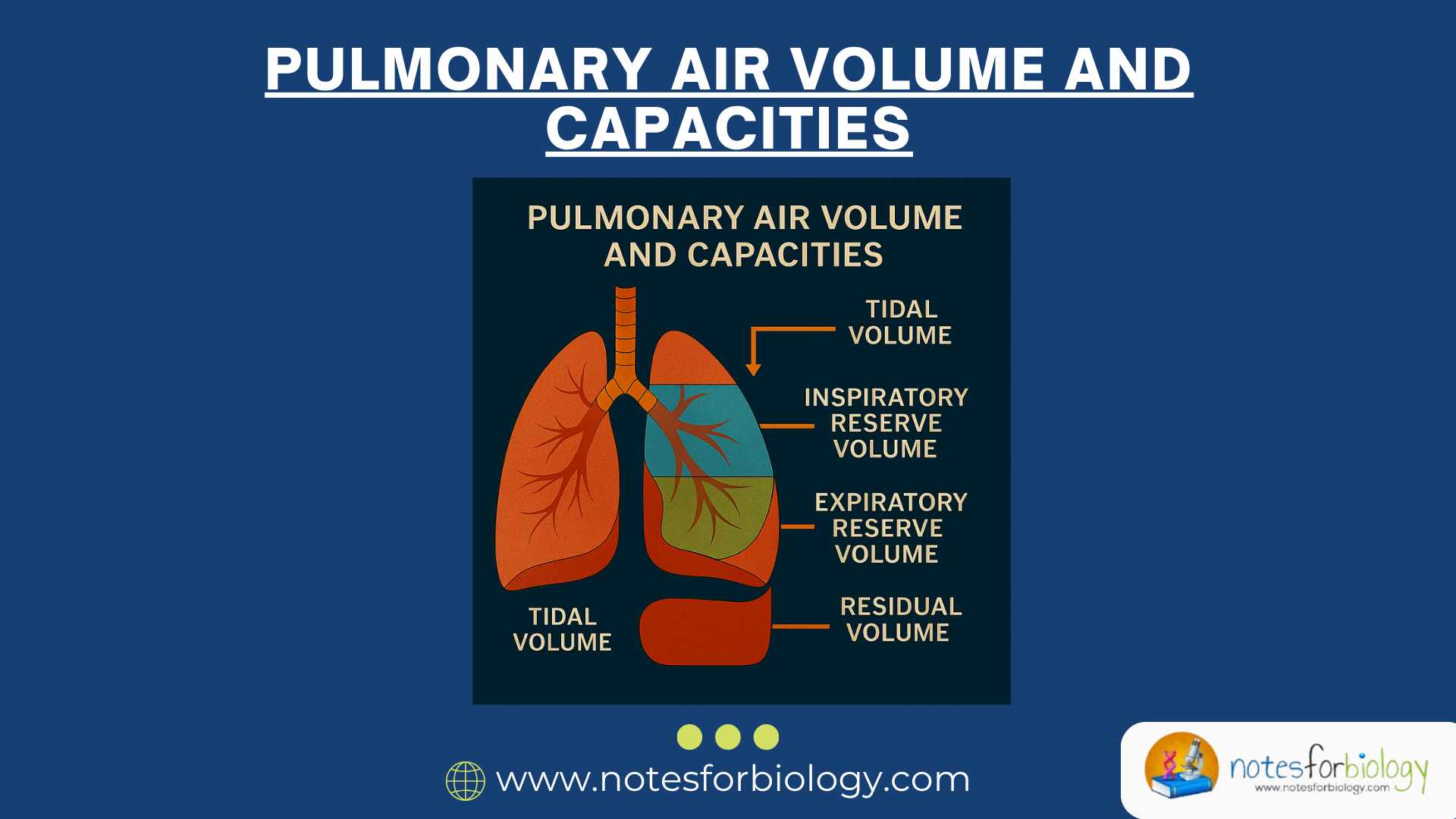 Pulmonary air volume and capacities - Best Biology Notes,...