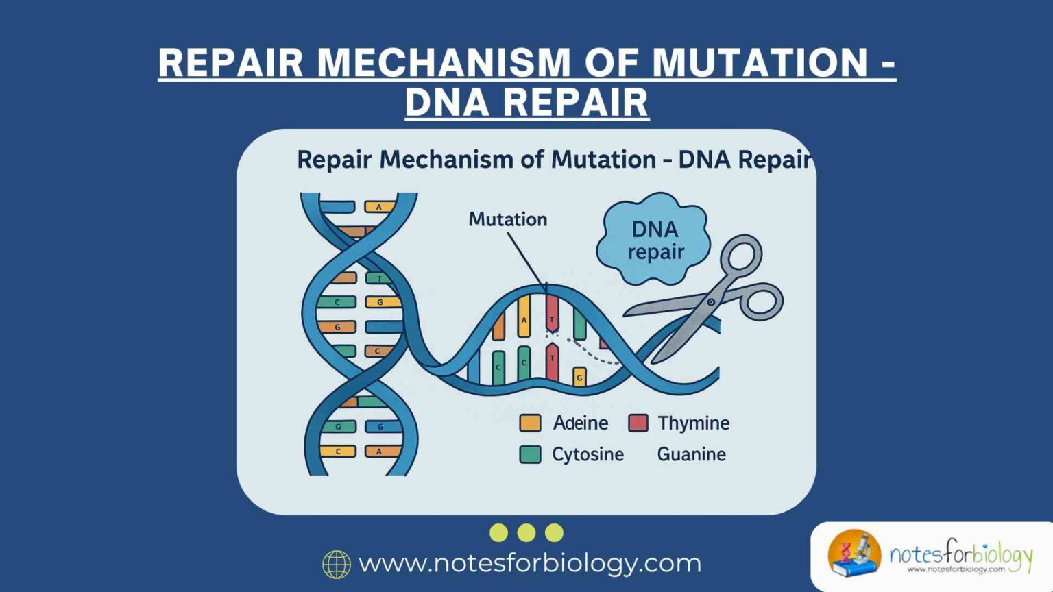 DNA Repair: Repair Mechanism of Mutation - Best Notes