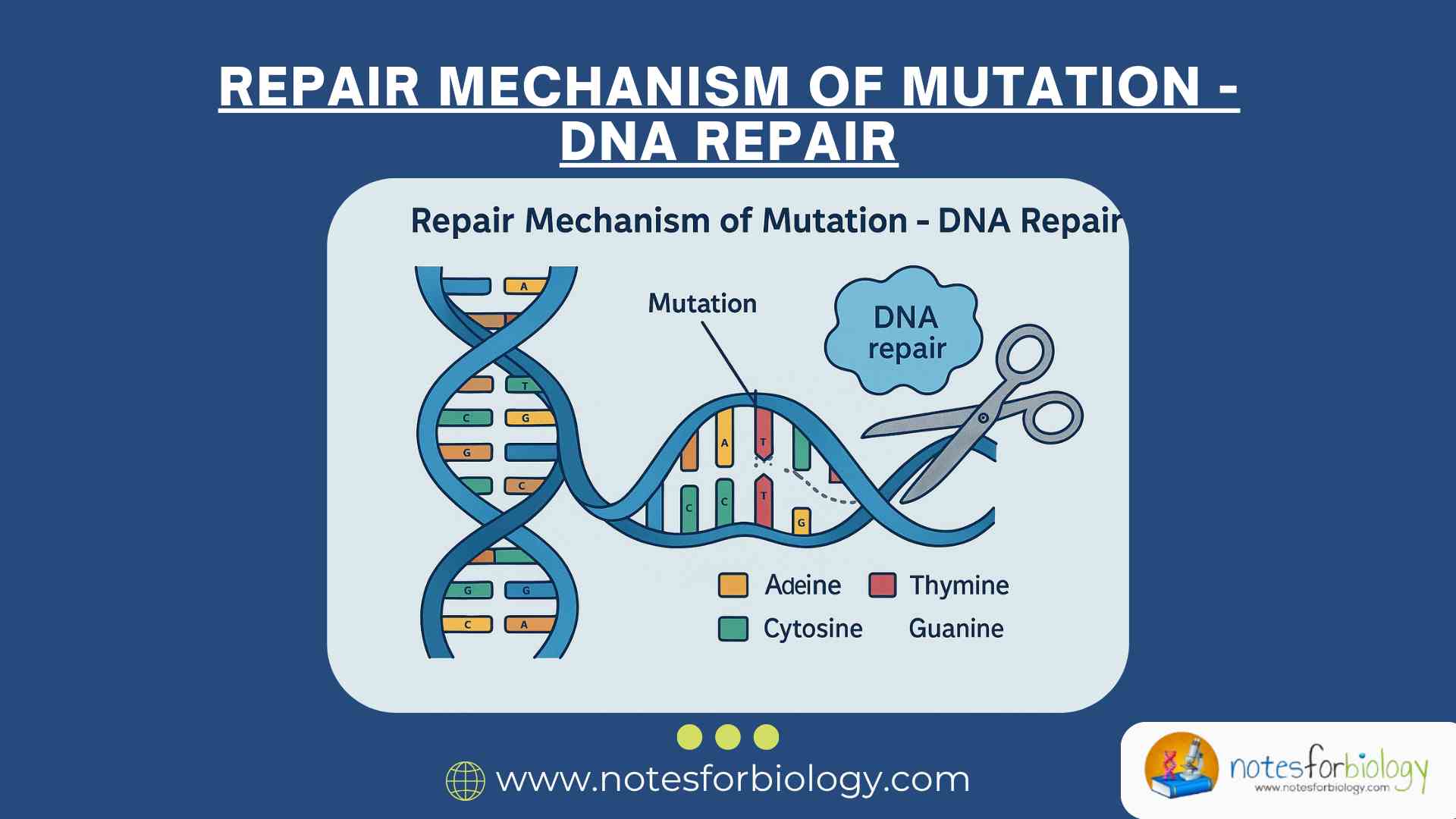 Mechanism of respiration in Human - Best Biology Notes