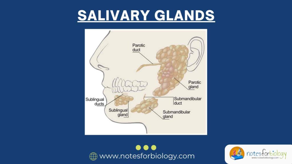 Salivary glands - Best Biology Notes, Reference, Articles