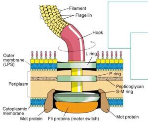 Bacterial Flagella: Structure, Types, and Function - Best