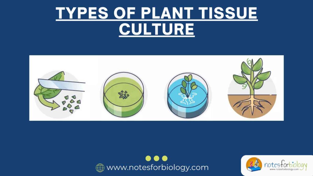 plant tissue culture types - Best Biology Notes,...