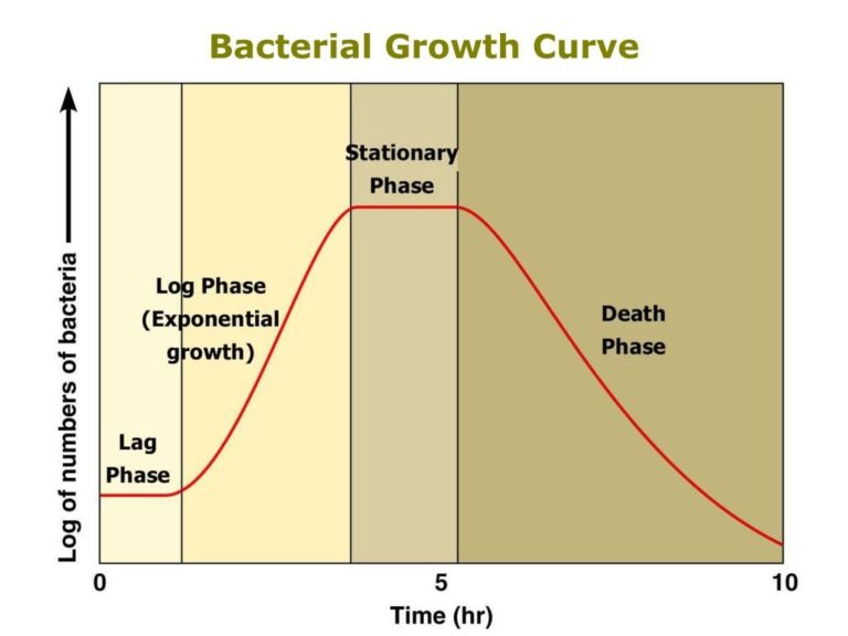Bacterial Growth Curve - Best Biology Notes, Reference,...