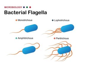 Bacterial Flagella: Structure, Types, and Function - Best
