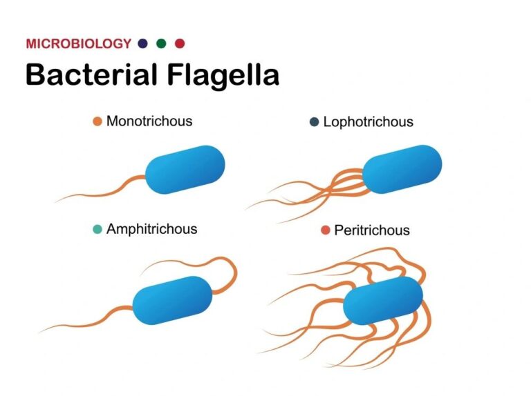 Bacterial Flagella: Structure, Types, and Function - Best