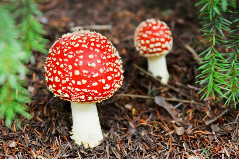 Fungi: Characteristics and Classification - Best Biology...