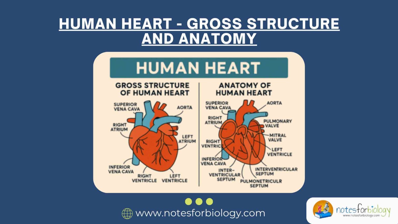 Human Heart - Gross structure ,Anatomy - Best Biology Notes