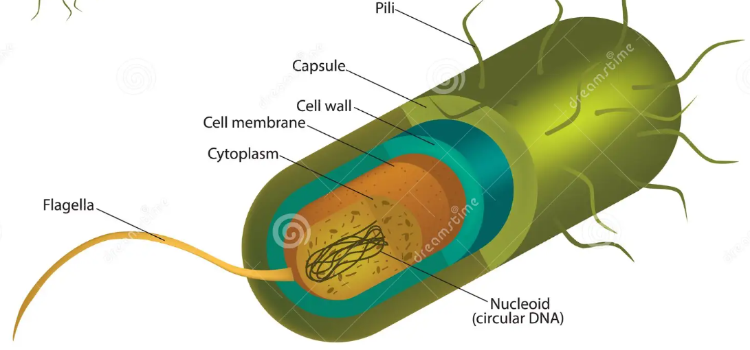 Bacterial Cell Wall Structure Composition And Types