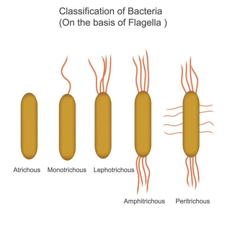 Bacterial Flagella: Structure, Types, and Function - Best