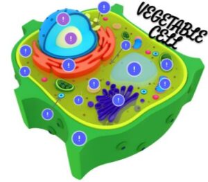 Vegetative cell and Endospore difference between - Best Bio.