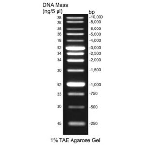 DNA Ladders - Best Biology Notes, Reference, Articles