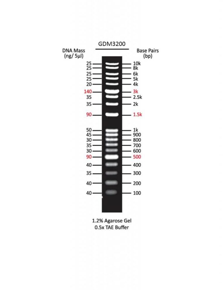 DNA Ladders - Best Biology Notes, Reference, Articles