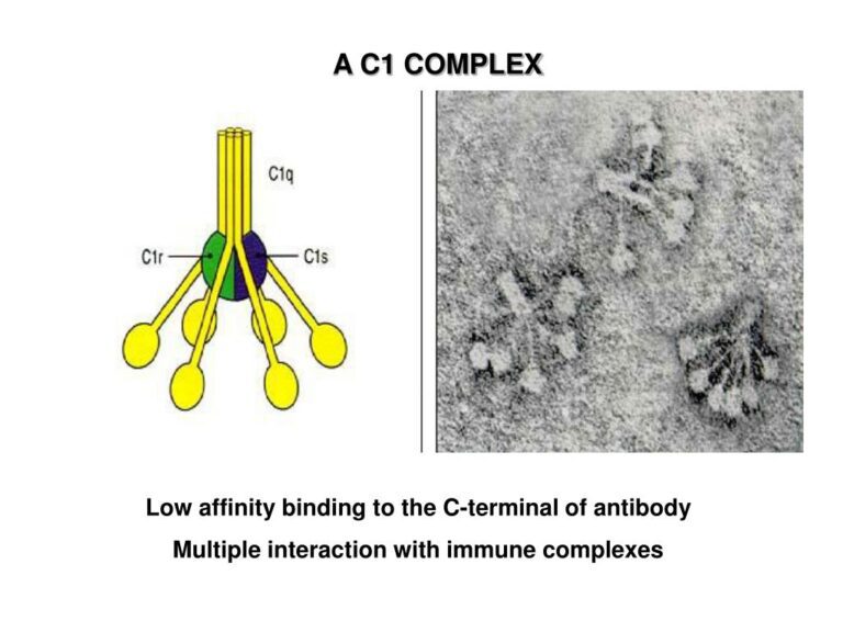 Complement Components - Best Biology Notes, Reference,...