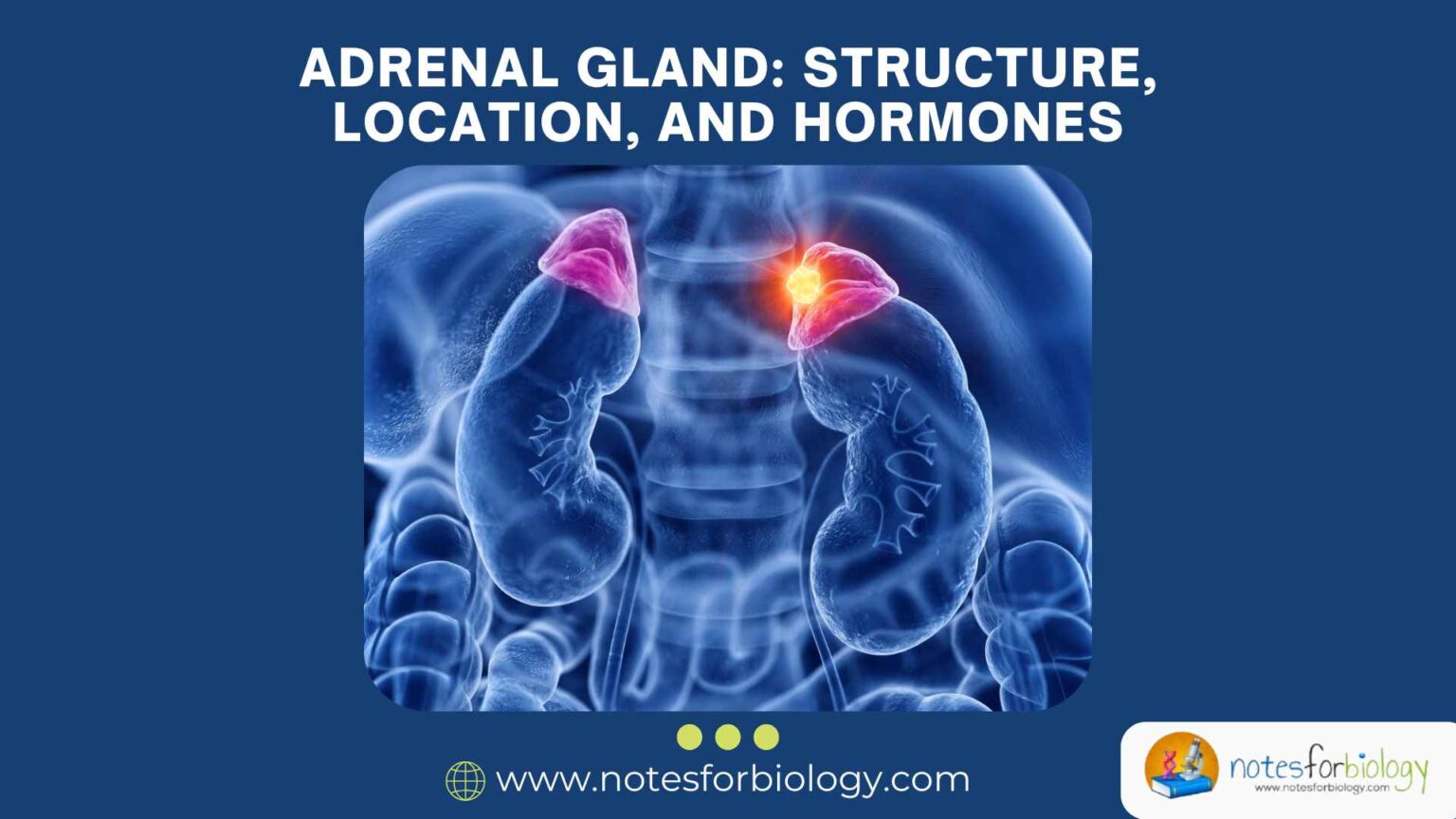 Adrenal Gland: Structure, Location, and Hormones - Best