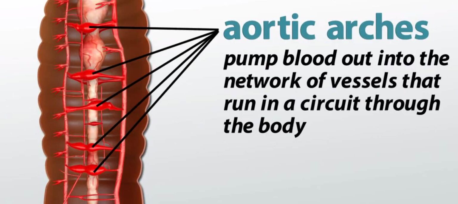 Circulatory System of Earthworm - Best Biology Notes,...