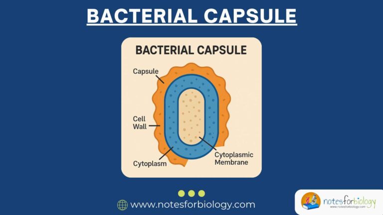 Bacterial Capsule: structure, function and examples of...