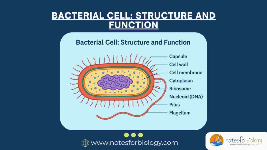 Bacterial Cell: Structure and Function - Best Biology Notes