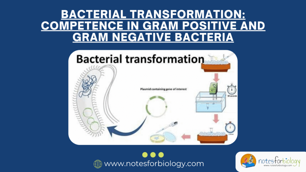 Bacterial Transformation- definition, principle, steps, examples - Best ...