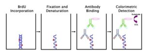 Cell Proliferation - Definition, Assay, Differentiation