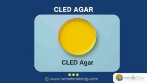 CLED Agar- Composition, Principle, Preparation, Results