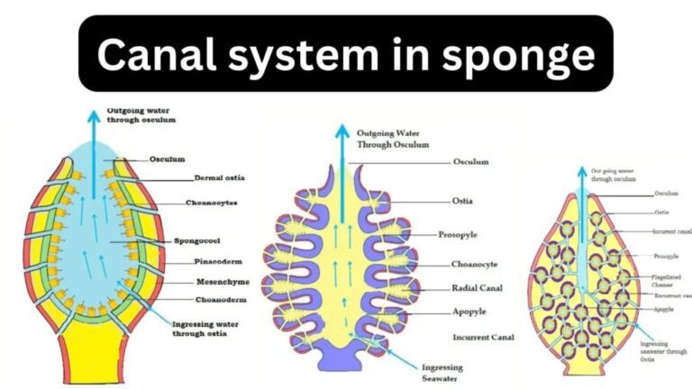 Phylum Porifera: General Characteristics and... Best Biology