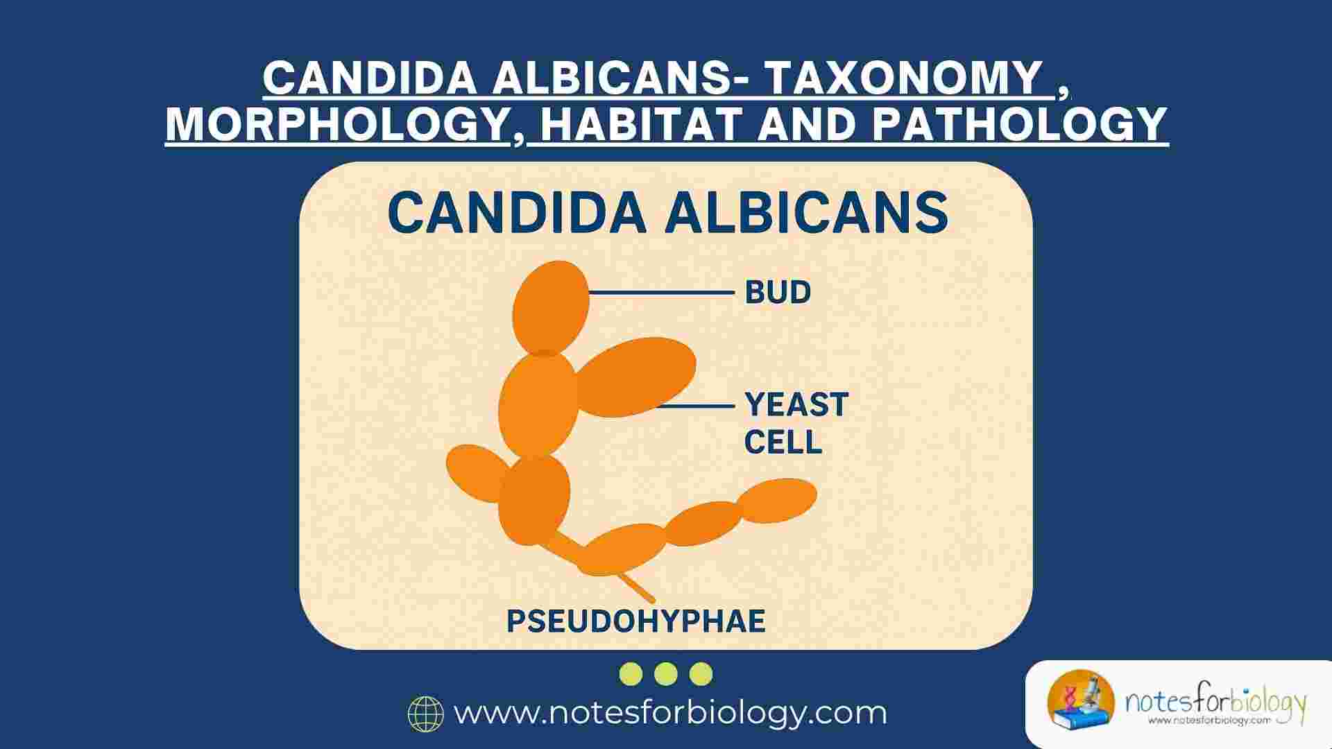 Candida albicans- Taxonomy , Morphology, Habitat Best Notes